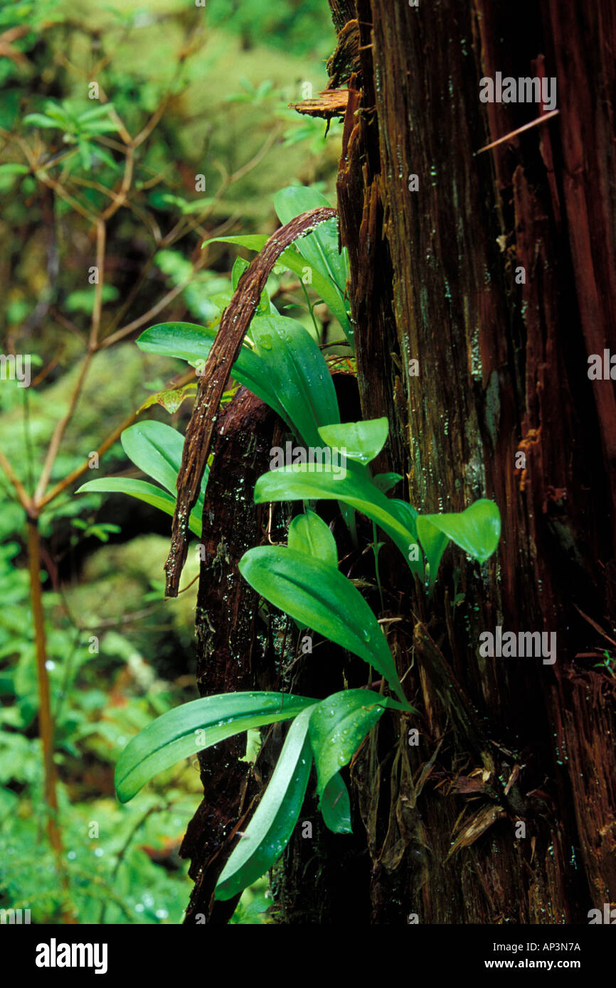 Orchid species growing on a tree stump Olympic National Park Washington ...