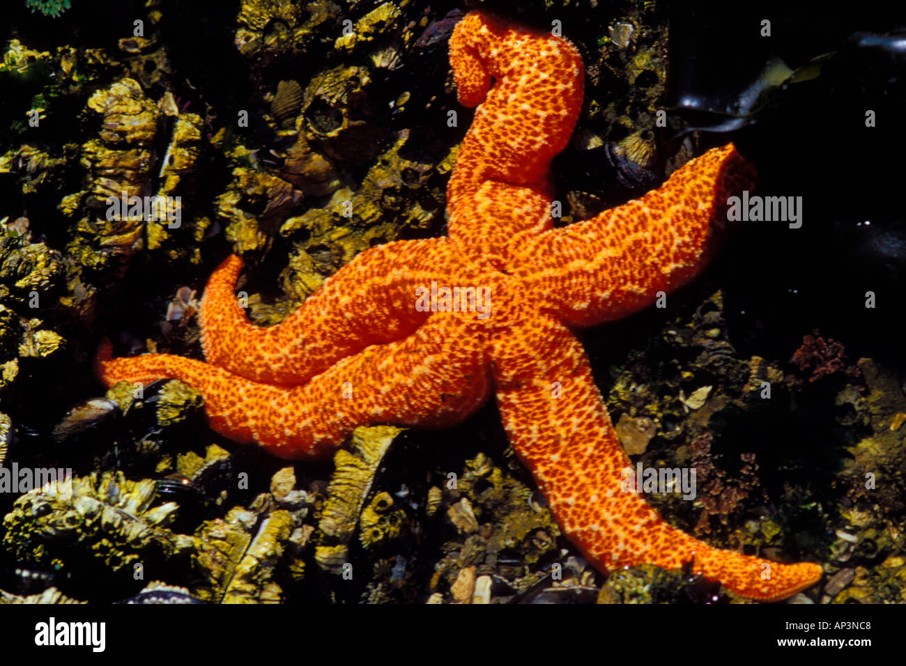 Ochre Sea Star Pisater ochraceus Olympic Peninsula Washington Stock ...