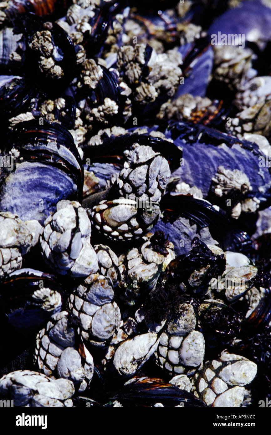 Leaf Barnacle Policipes polymerus and Mussels Olympic Peninsula ...