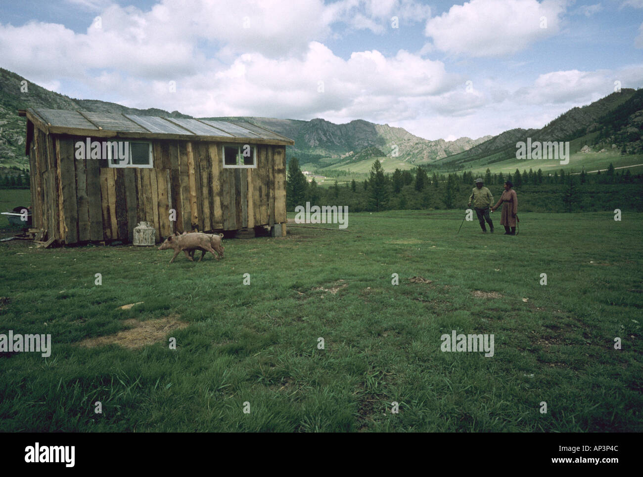 Mongolian man and woman chase pig Stock Photo - Alamy