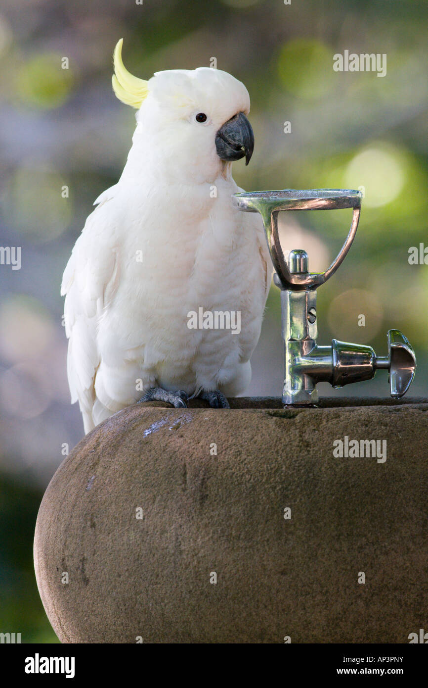 Big Cockatoo High Resolution Stock Photography and Images - Alamy