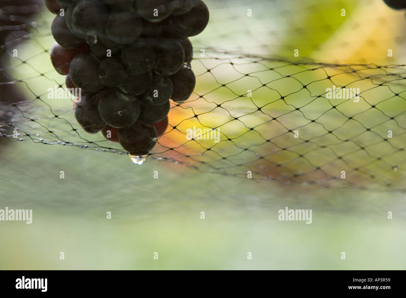 Rain drop on bunch of black grapes in protective netting Stock Photo ...