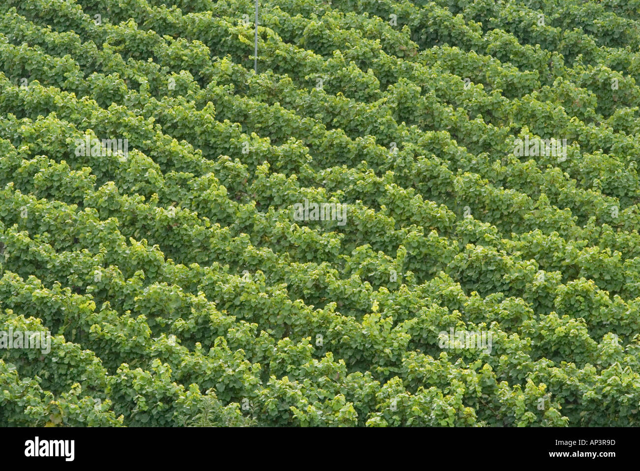 Rows of italian grapevines Stock Photo - Alamy