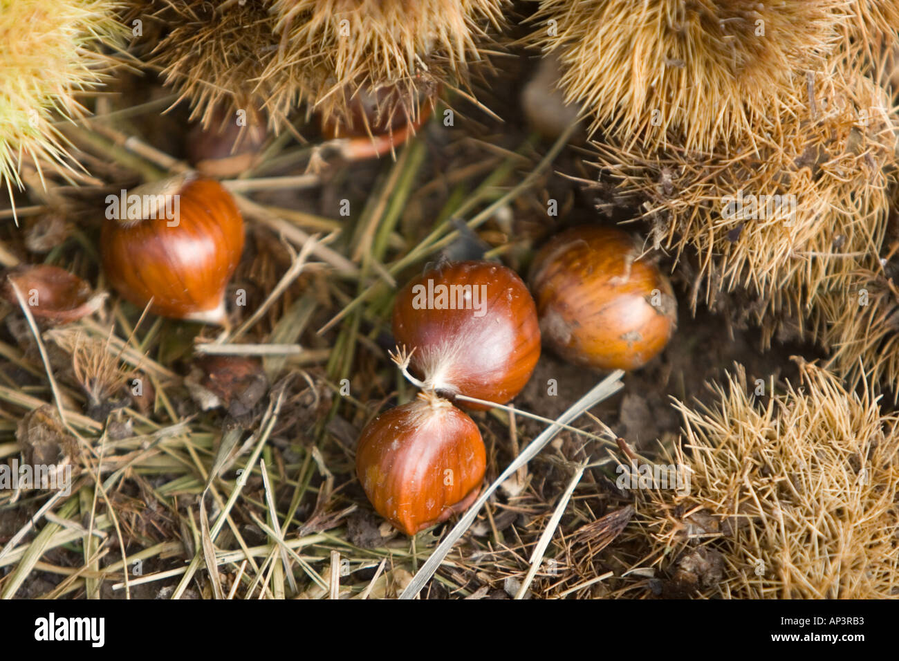 Chestnuts on ground after falling from trees Stock Photo - Alamy