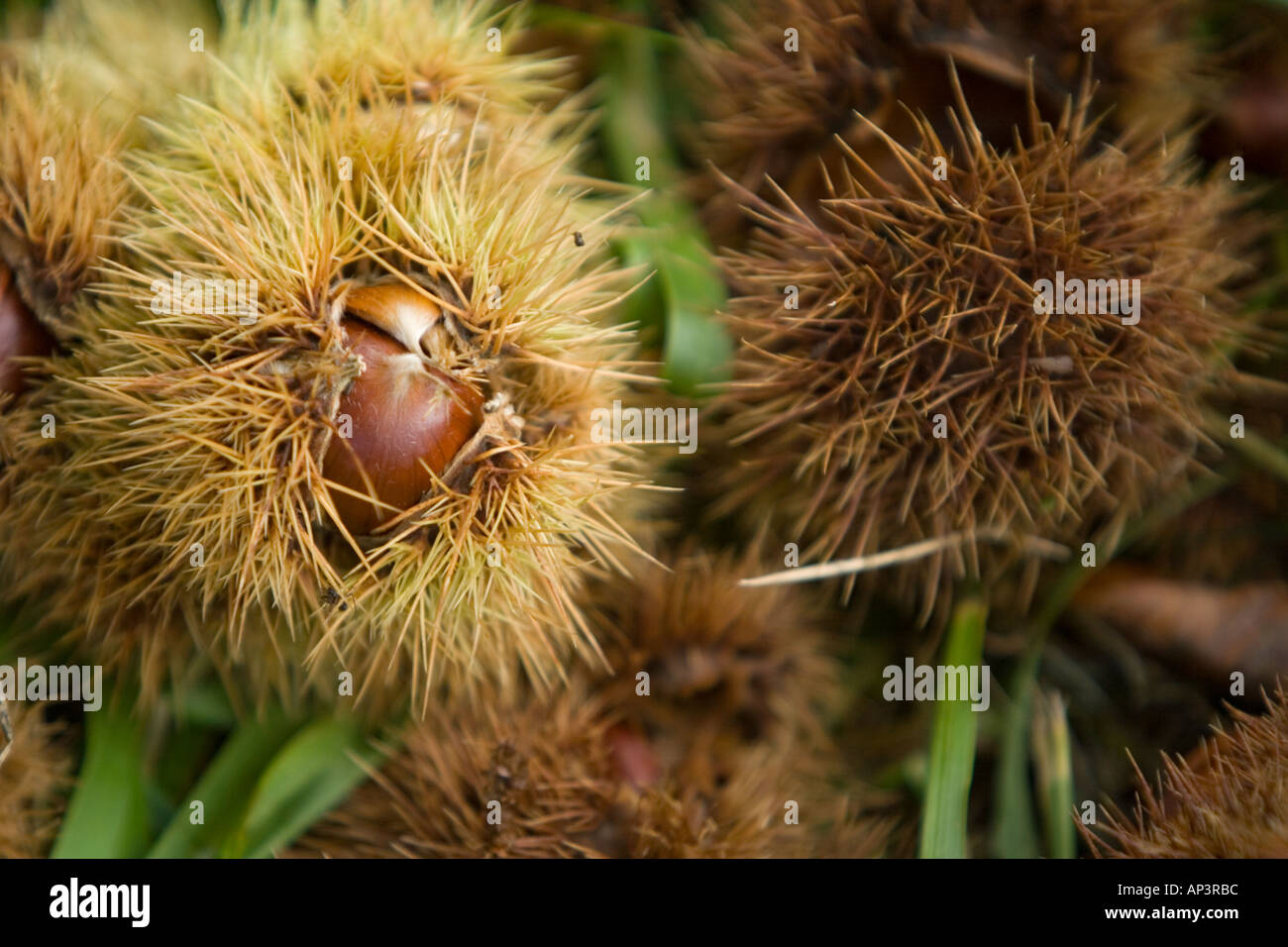 Chestnuts on ground hi-res stock photography and images - Alamy