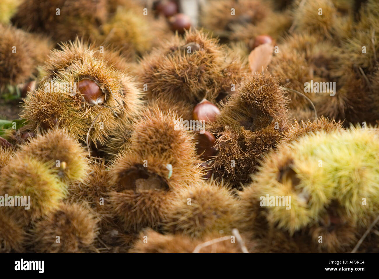 Chestnuts in husks covering ground after falling from trees Stock Photo ...