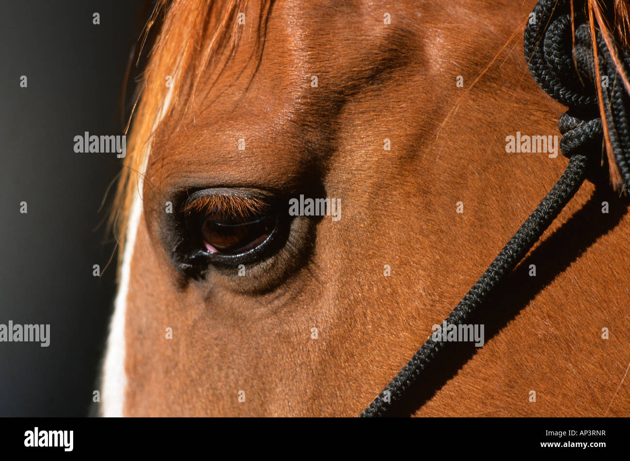 Close up view of horse eye and bridle Stock Photo - Alamy