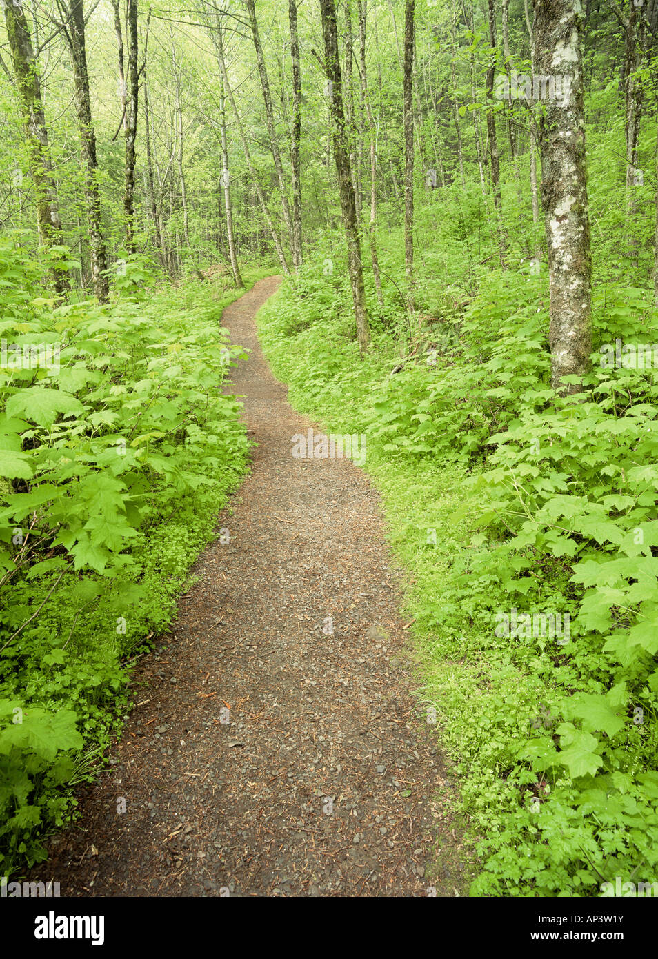 Path through a forest Stock Photo - Alamy