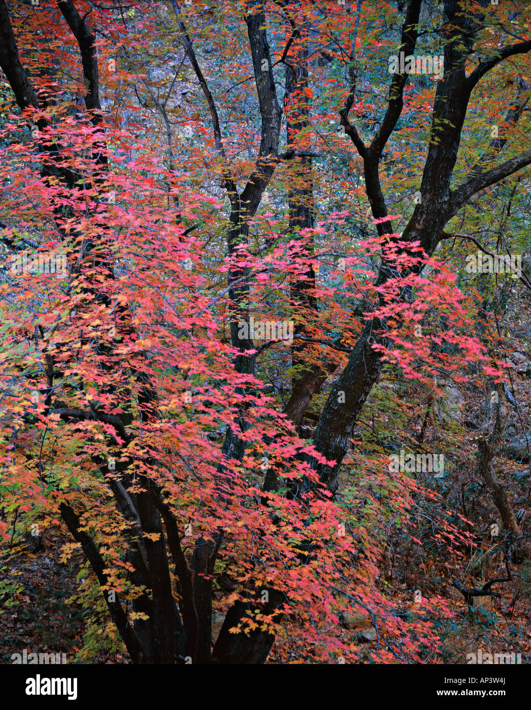 Bigtooth Maple along cave creek of the Chiricahua mountains in arizona ...