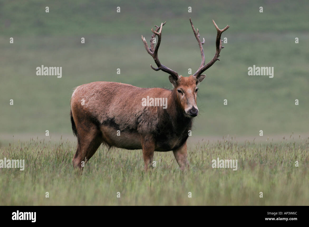 Père davids deer elaphurus hi-res stock photography and images - Alamy
