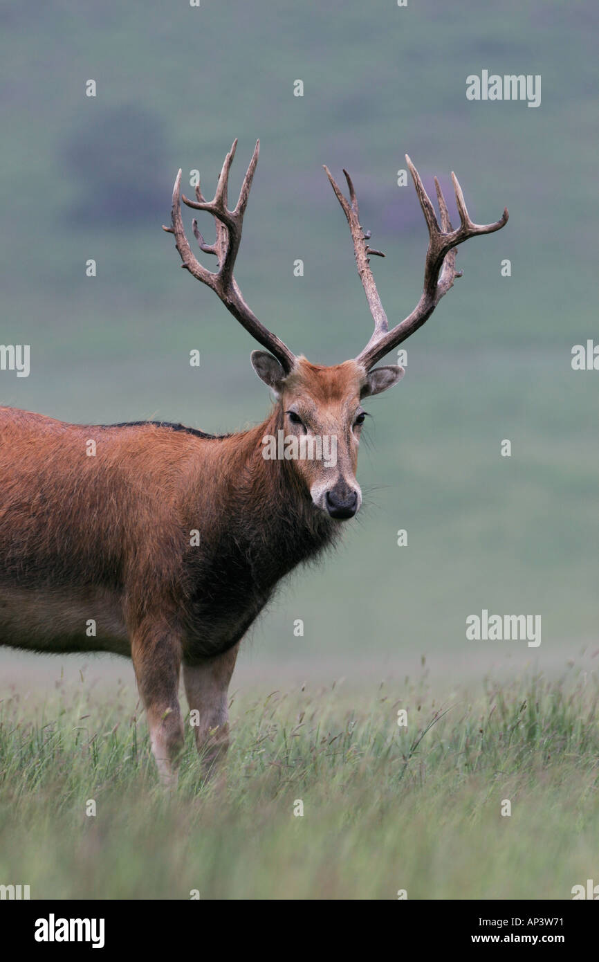Père davids deer elaphurus hi-res stock photography and images - Alamy