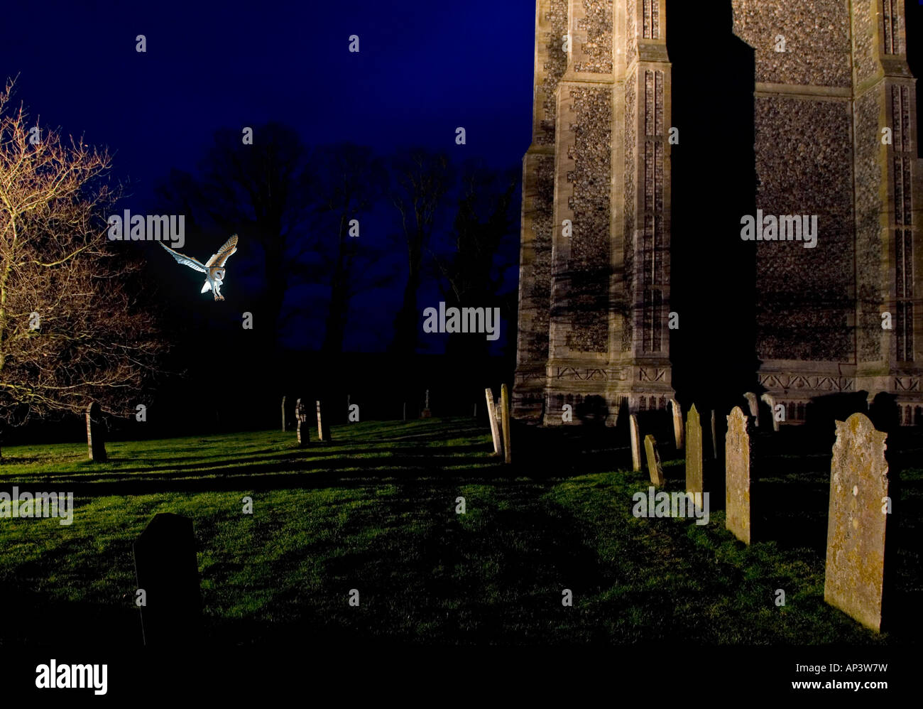 Barn Owl Tyto alba flying at night in churchyard Stock Photo - Alamy