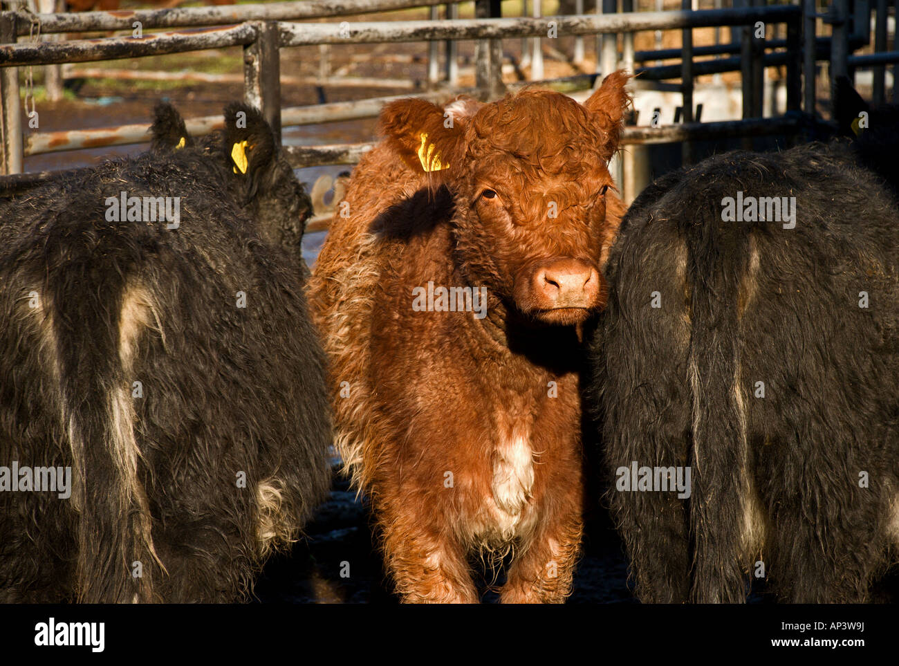 Shorthorn cattle hi-res stock photography and images - Alamy