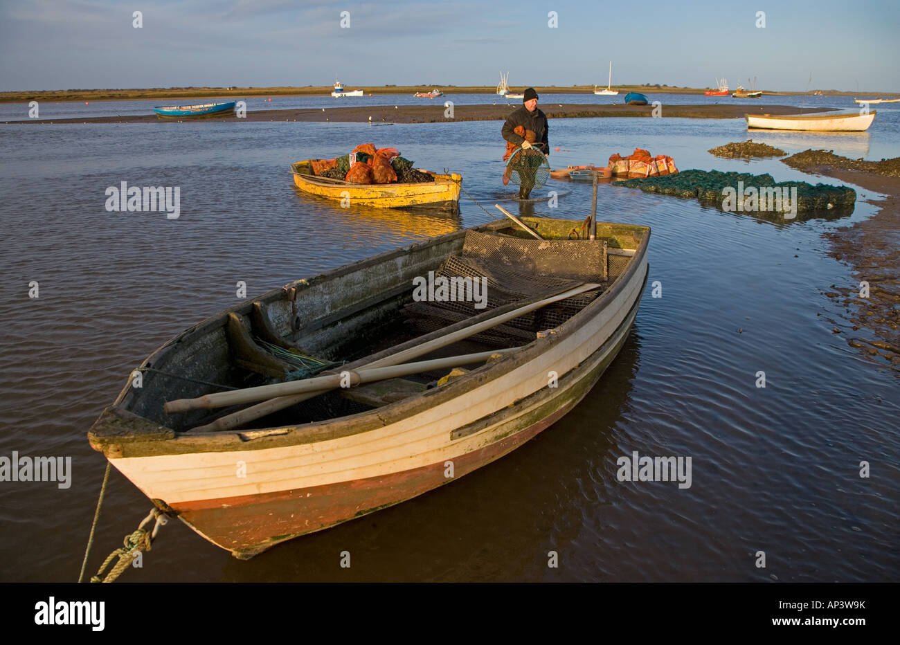 Fisherman bringing in harvested mussels by boat for grading Brancaster ...