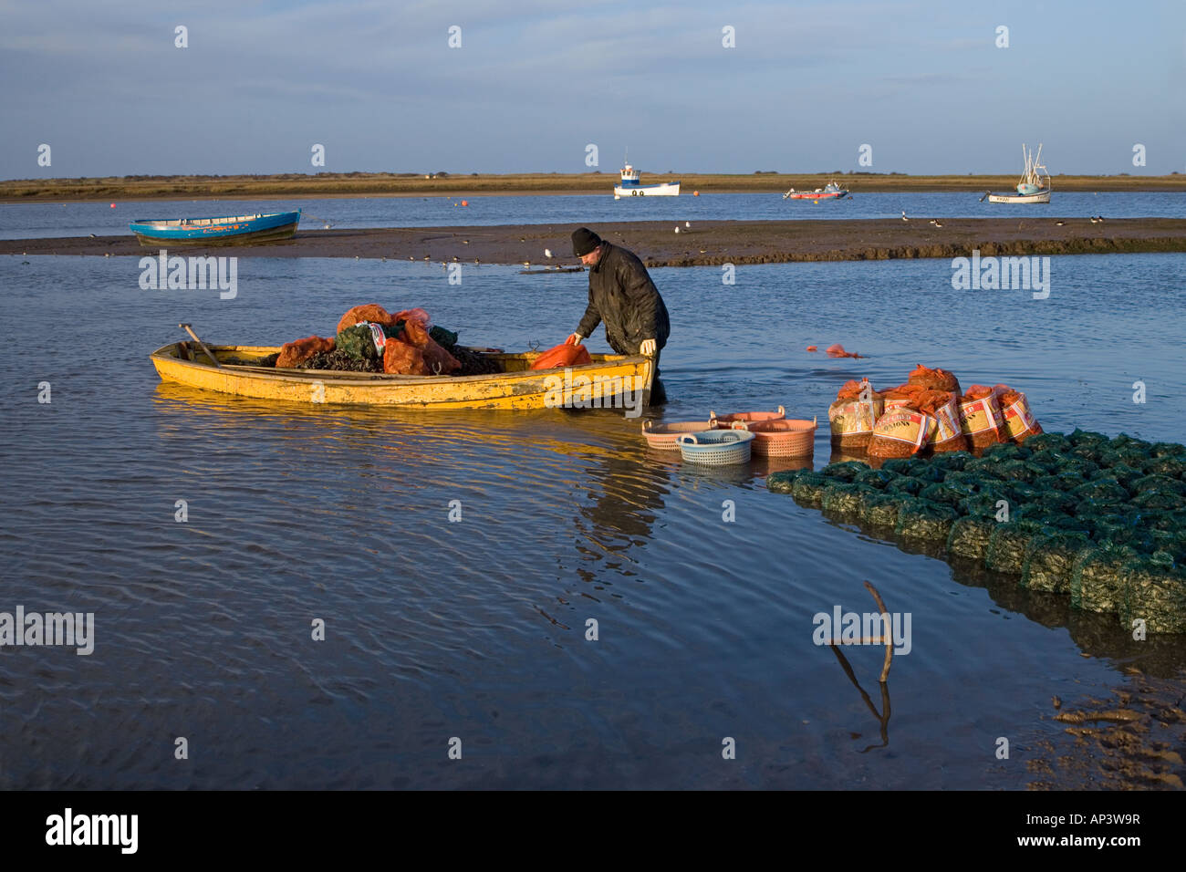 Fisherman bringing in harvested mussels by boat for grading Brancaster ...