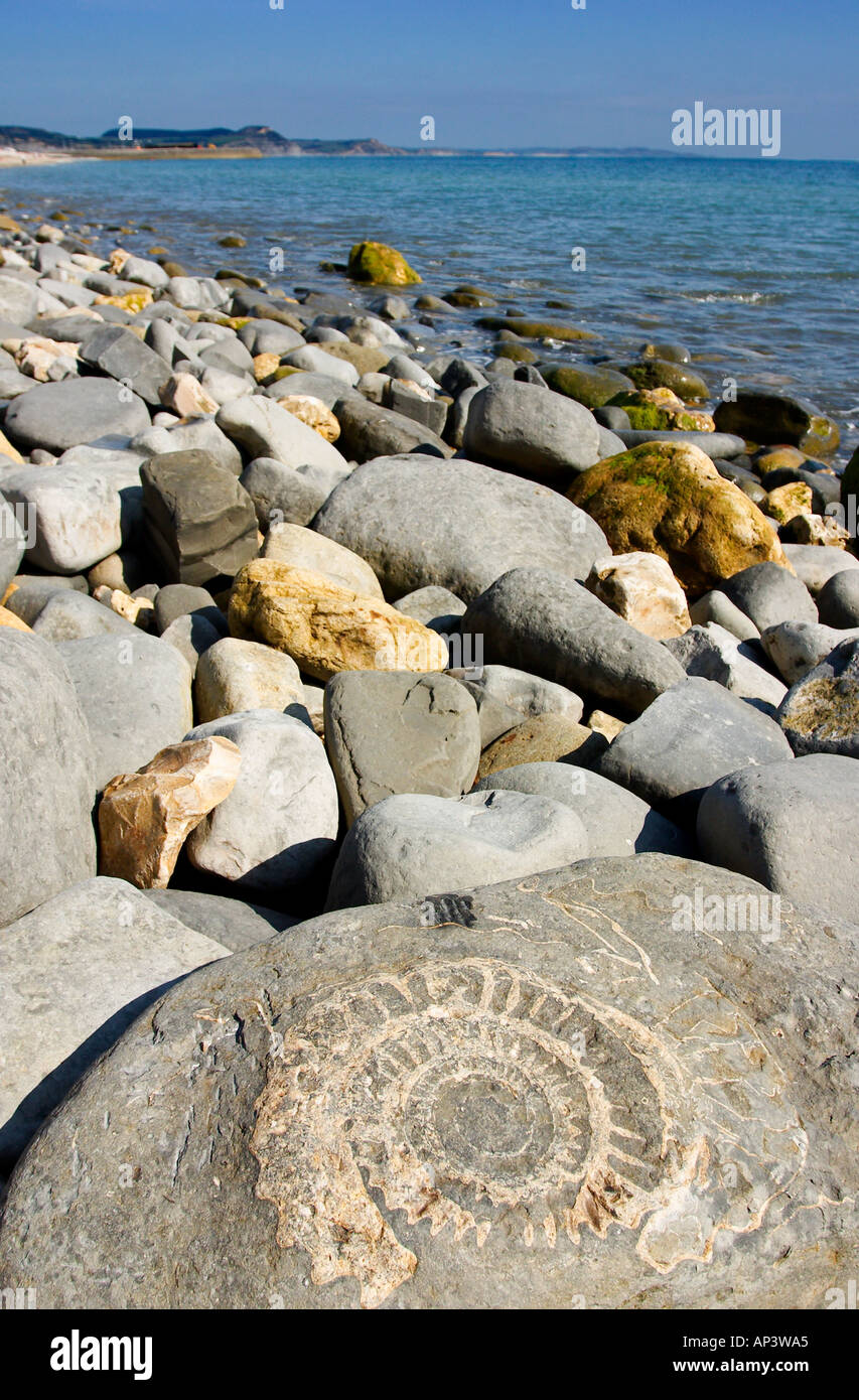 Ammonite sutures hi-res stock photography and images - Alamy