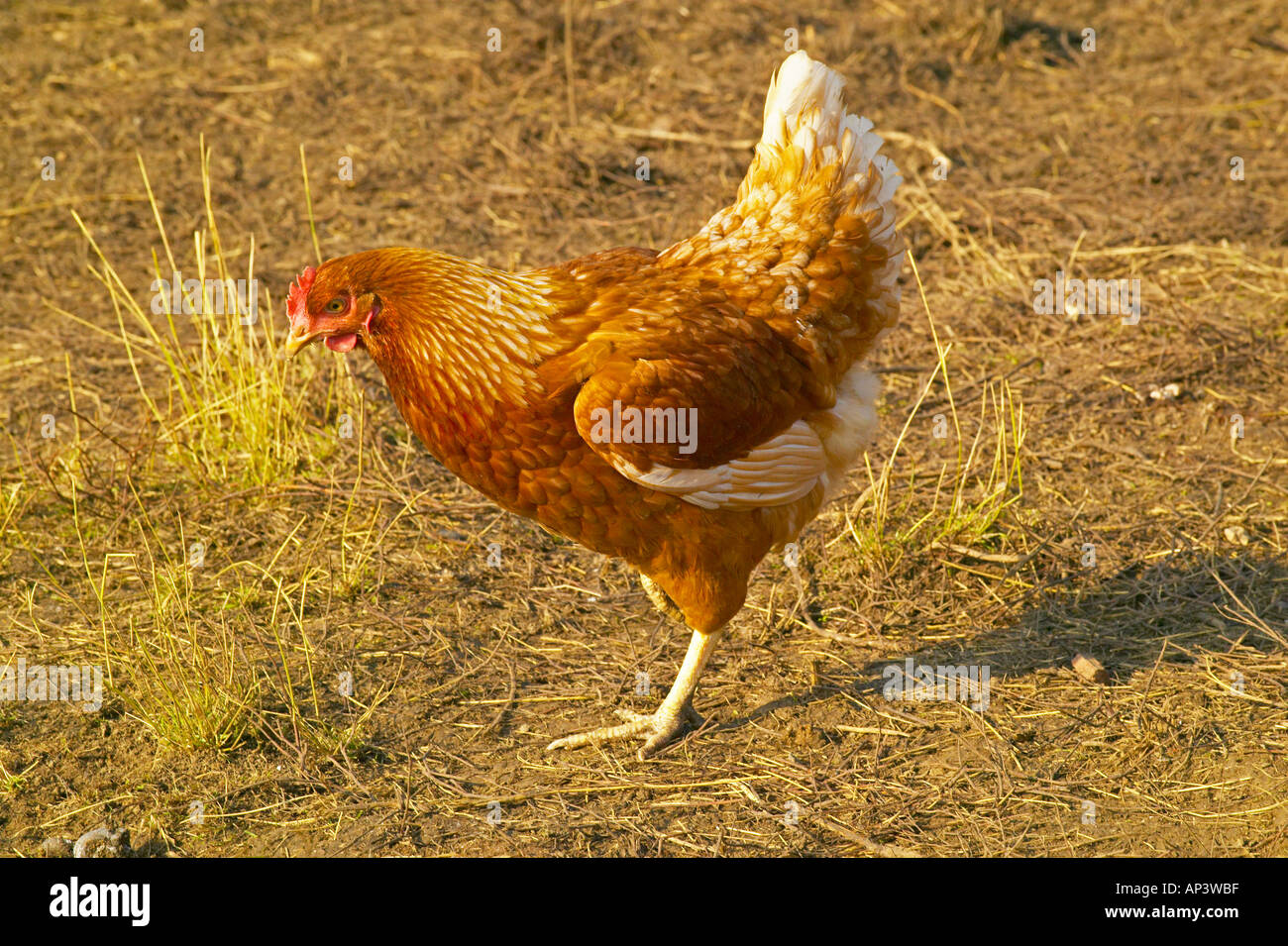 free range chicken Stock Photo - Alamy