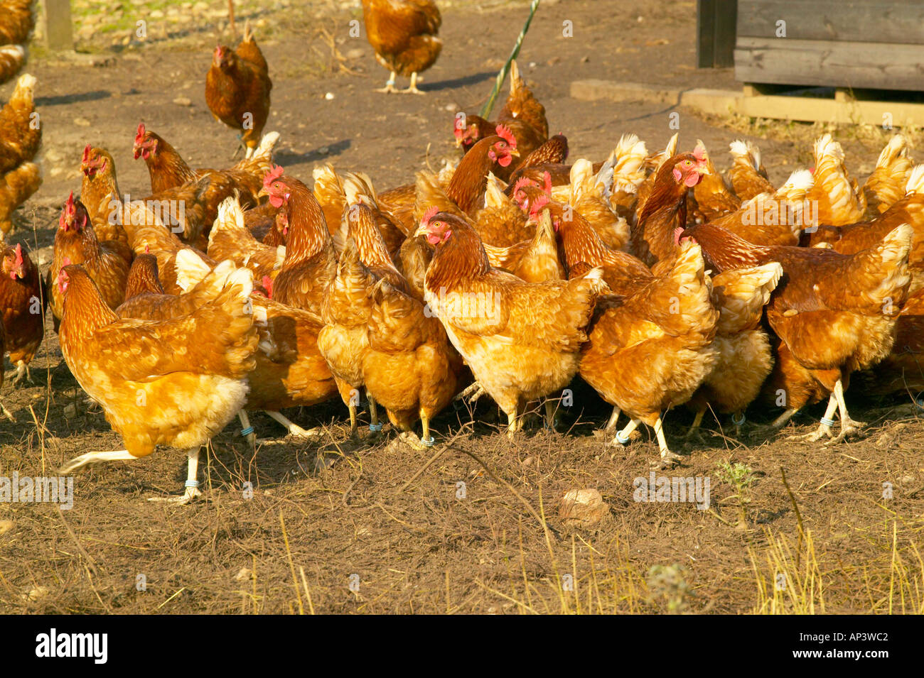 flock of free range chickens Stock Photo - Alamy