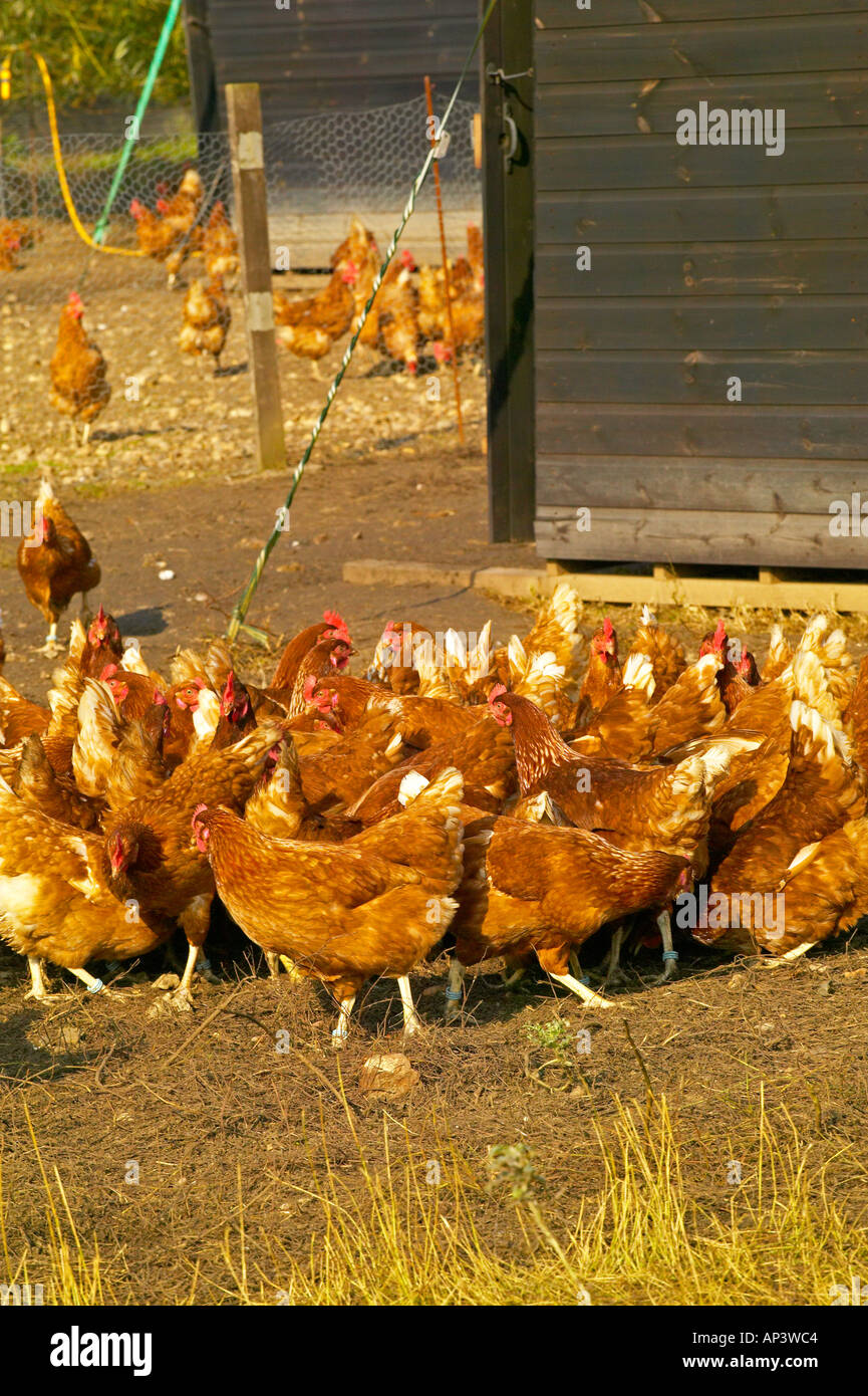 Flock chicken hi-res stock photography and images - Alamy