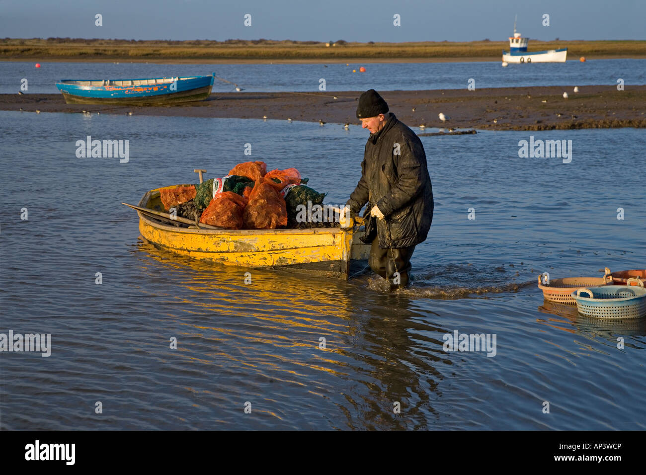 Fisherman bringing in harvested mussels by boat for grading Brancaster ...