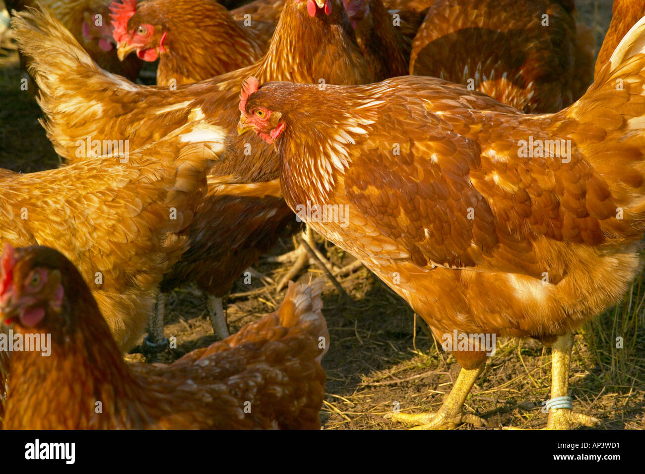 flock of free range chickens Stock Photo - Alamy