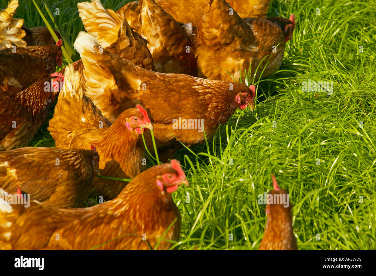 flock of free range chickens Stock Photo - Alamy