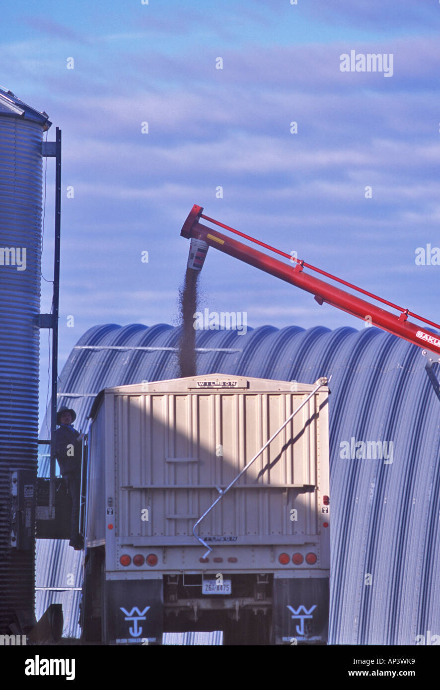 Farmer loading grain into semi trailer (MR Stock Photo - Alamy