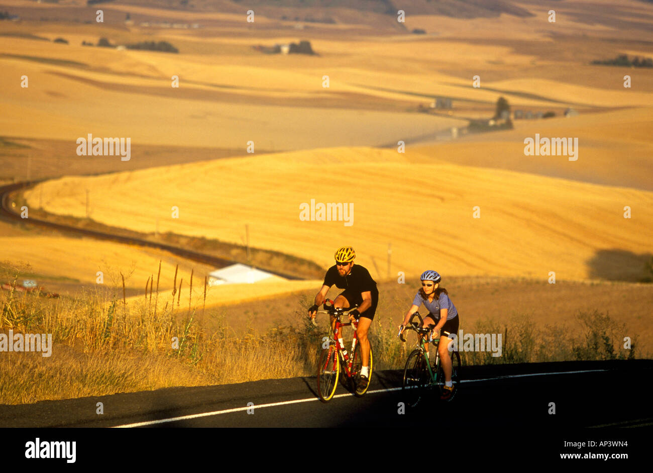 Road Cyclists climb smooth pavement during wheat harvest near Pullman ...