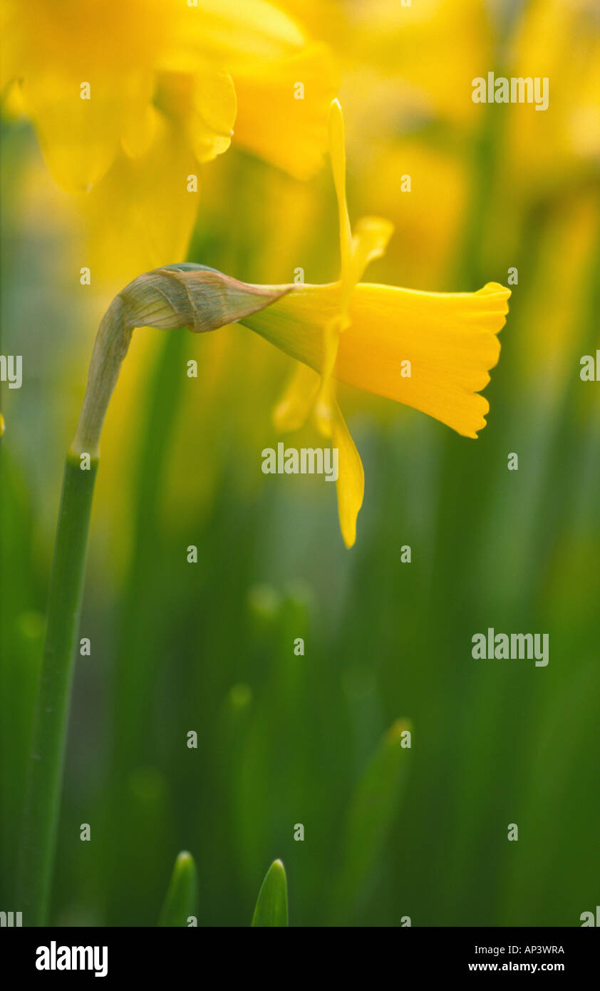 Miniature daffodil flowers hi-res stock photography and images - Alamy