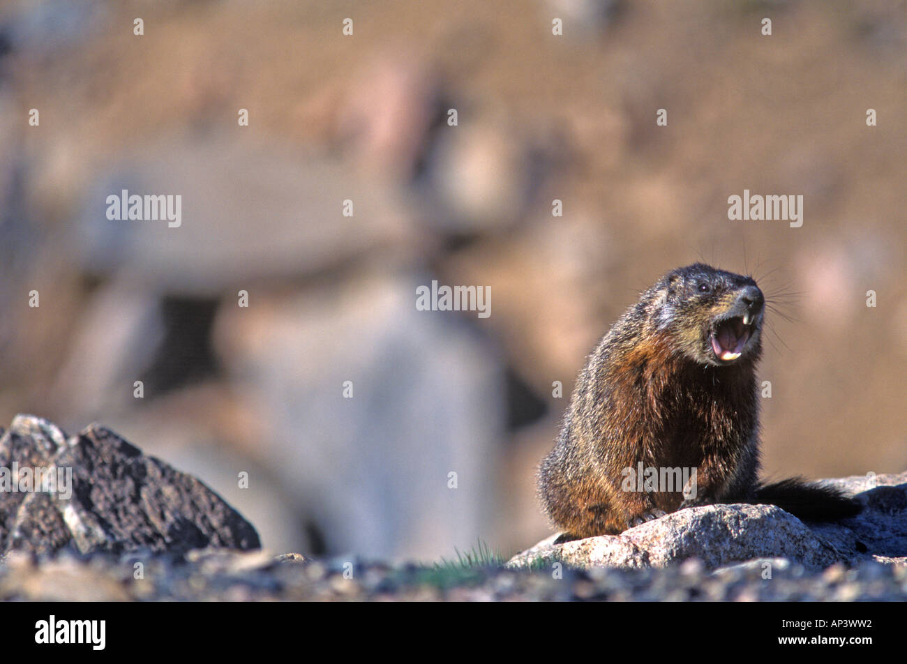 Angry marmot hi-res stock photography and images - Alamy