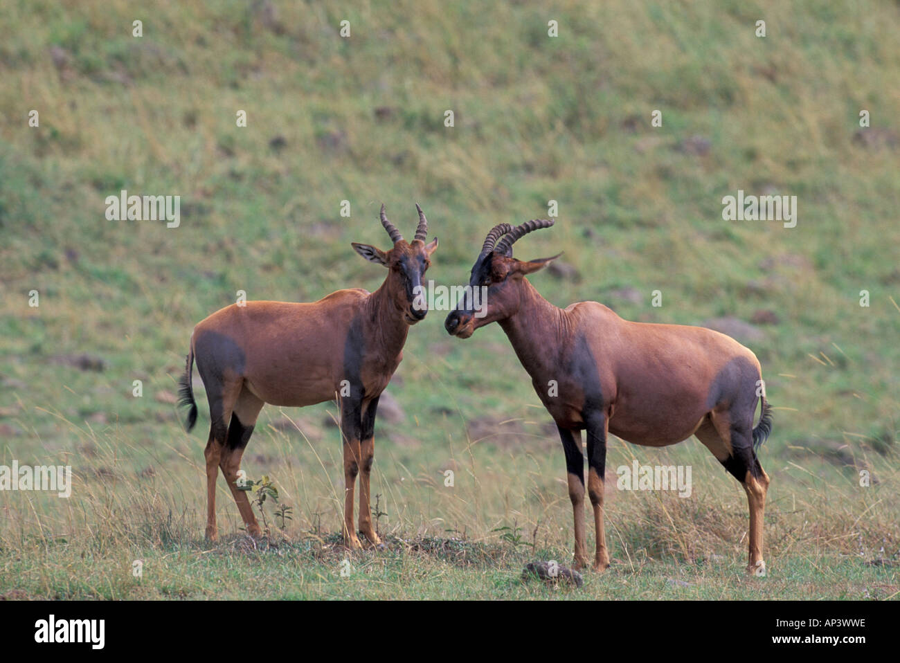 Africa, Safari, Topi Stock Photo - Alamy
