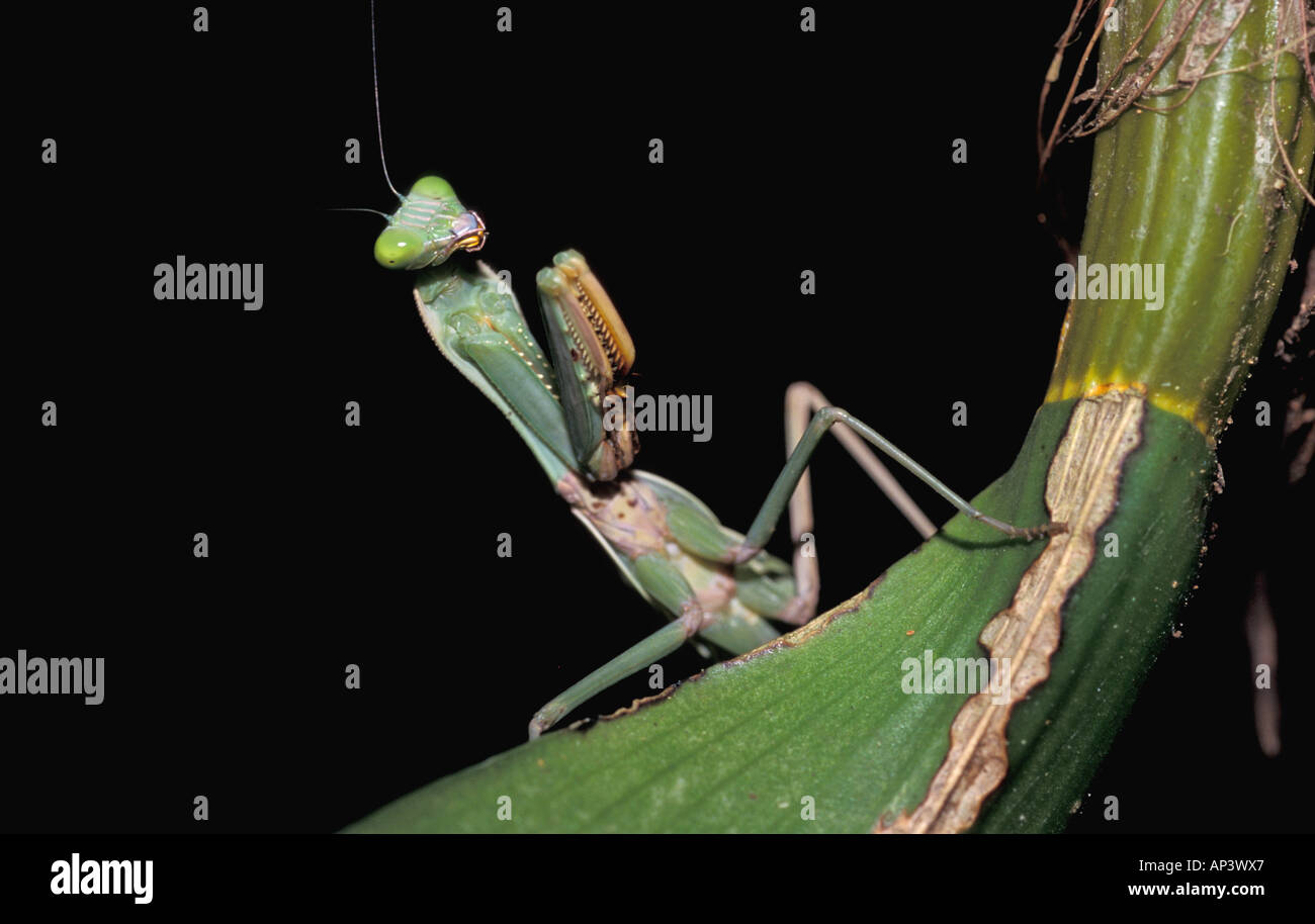 Mantis hide hi-res stock photography and images - Alamy