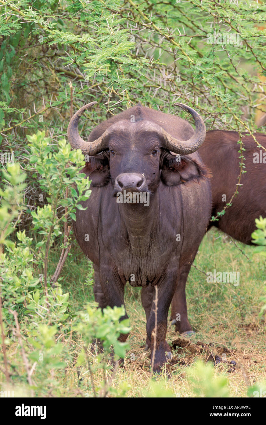 Africa, Safari, Water Buffalo Stock Photo - Alamy