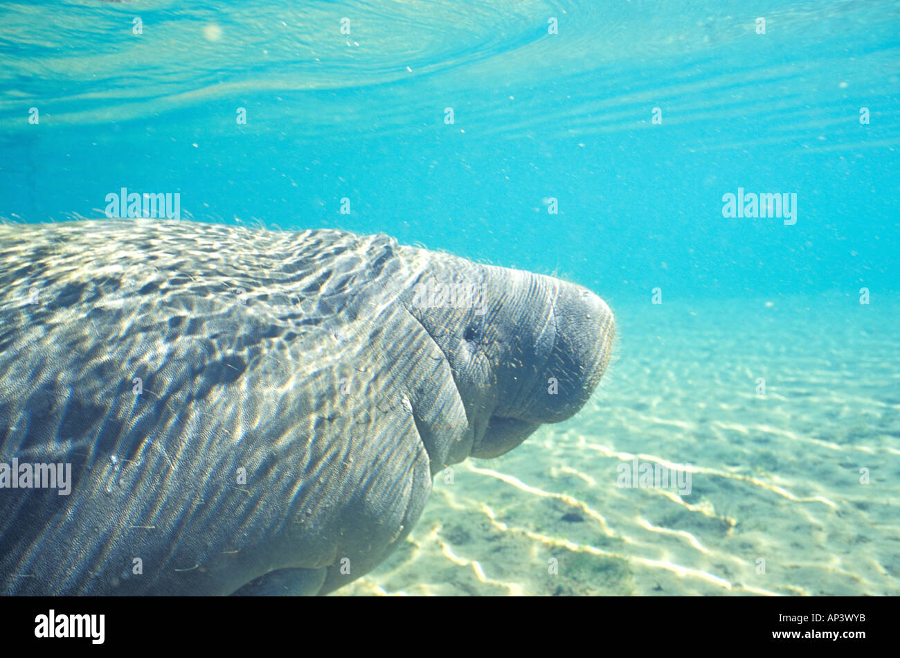 Manatee, Tichechus Manatus Stock Photo - Alamy