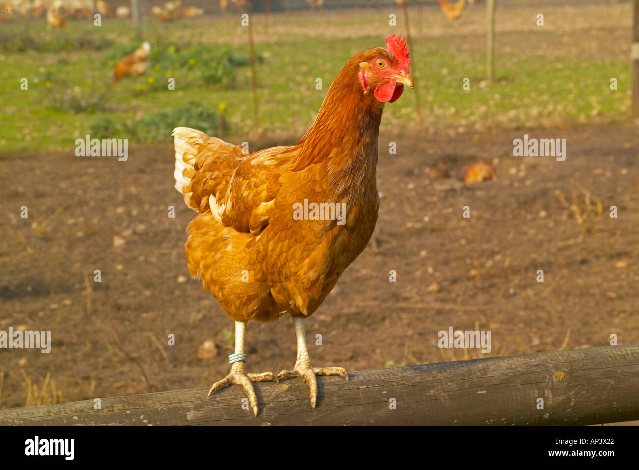 Chicken fence hi-res stock photography and images - Alamy