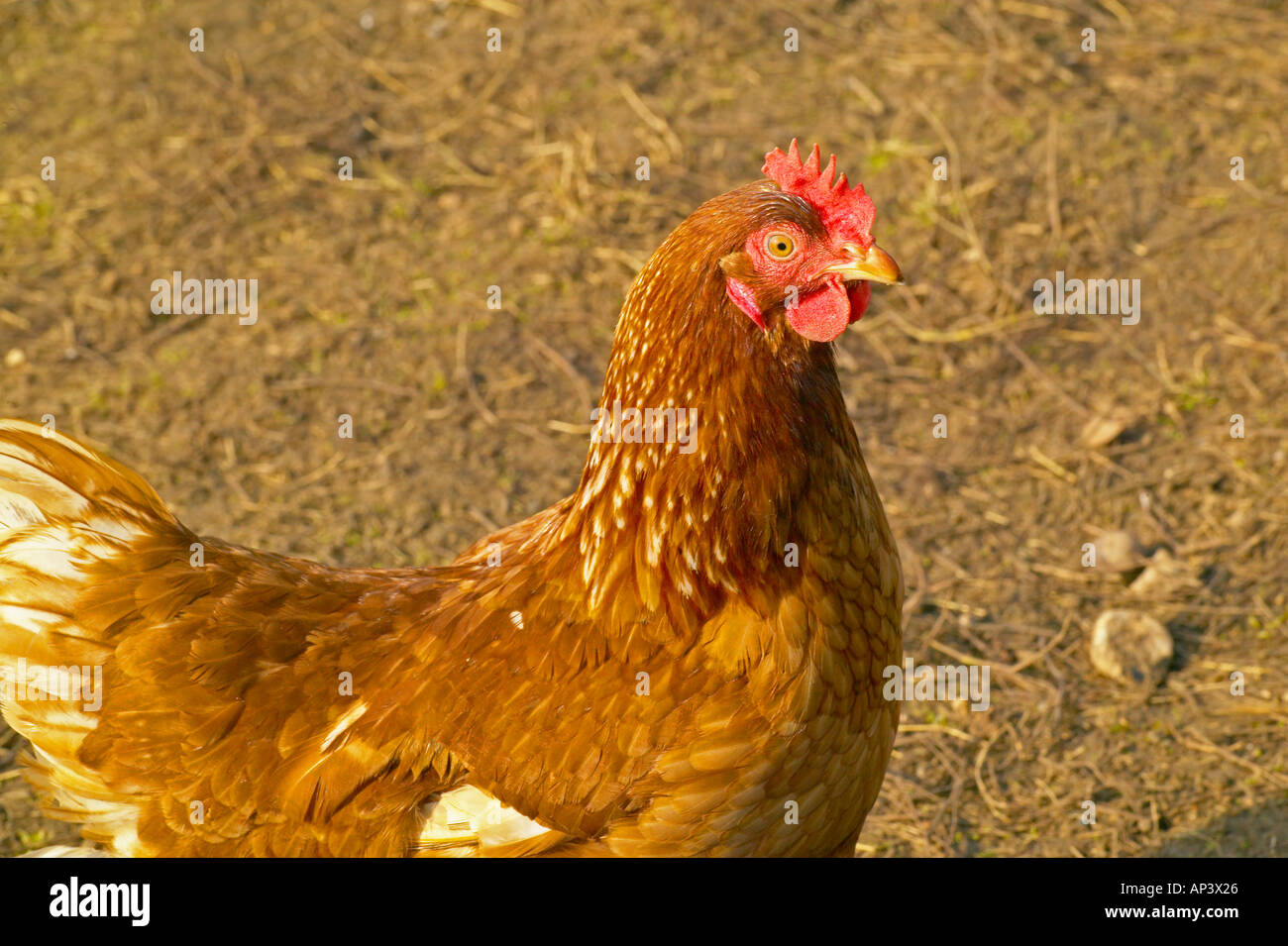 free range chicken Stock Photo - Alamy