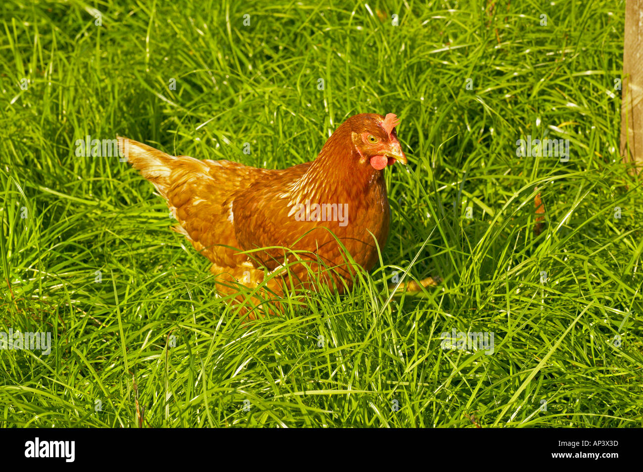 chicken on grass Stock Photo - Alamy
