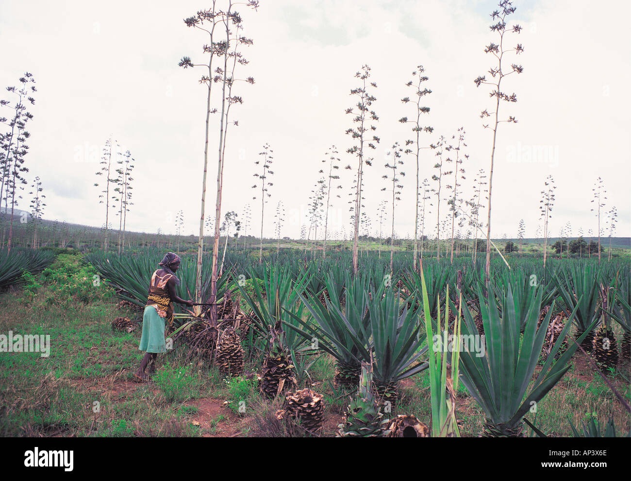 Sisal Farm High Resolution Stock Photography and Images - Alamy