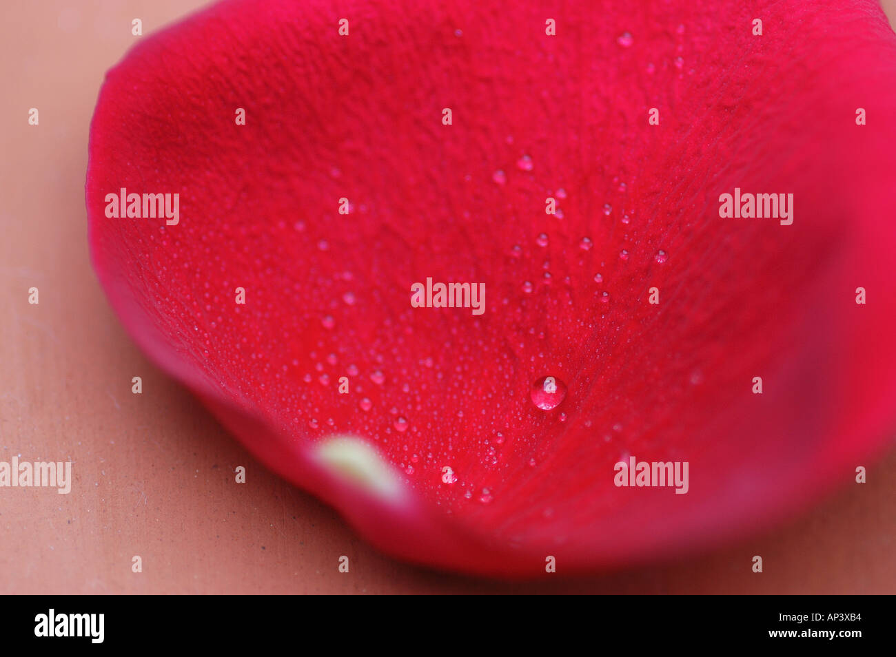 A detail of a red rose petal on a neutral background Stock Photo - Alamy
