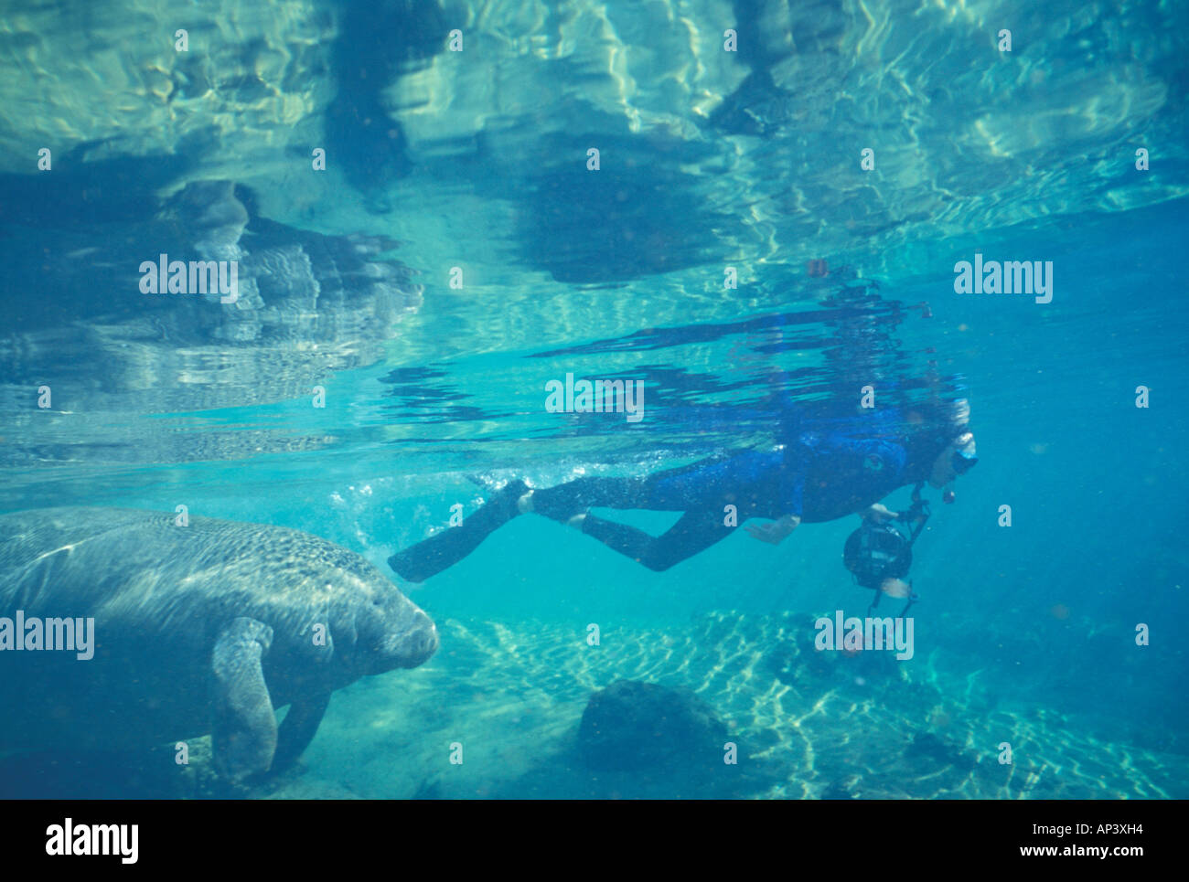 Snorkeler manatee hi-res stock photography and images - Alamy