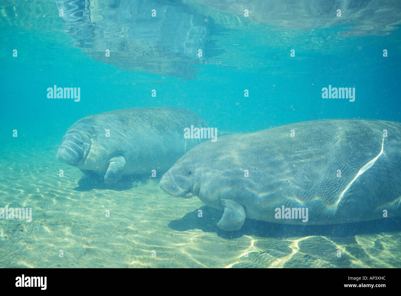 Manatee, Tichechus Manatus Stock Photo - Alamy