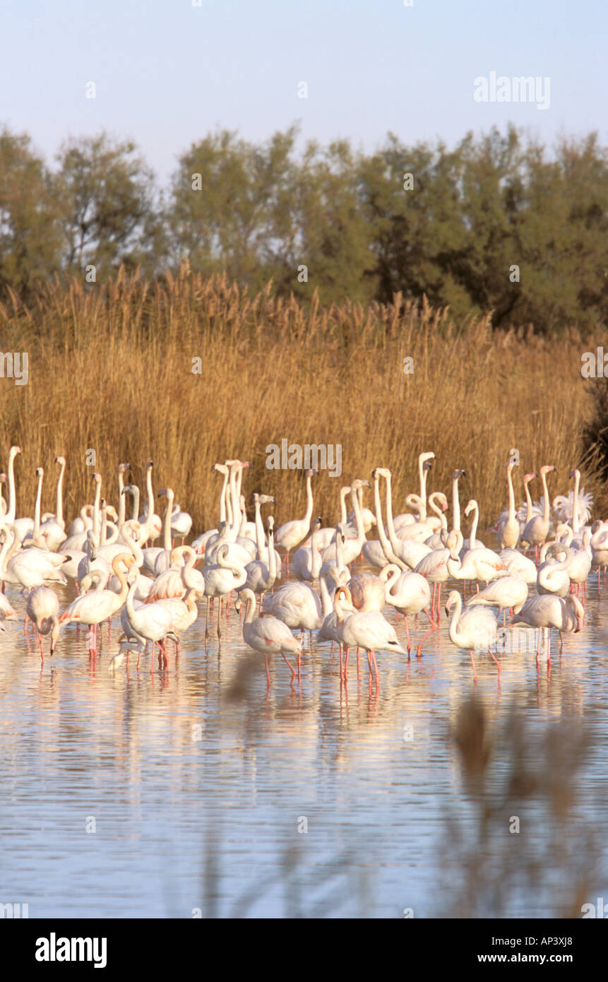 Europe, France, Greater Flamingo, Phoenicopterus Rubber Stock Photo - Alamy
