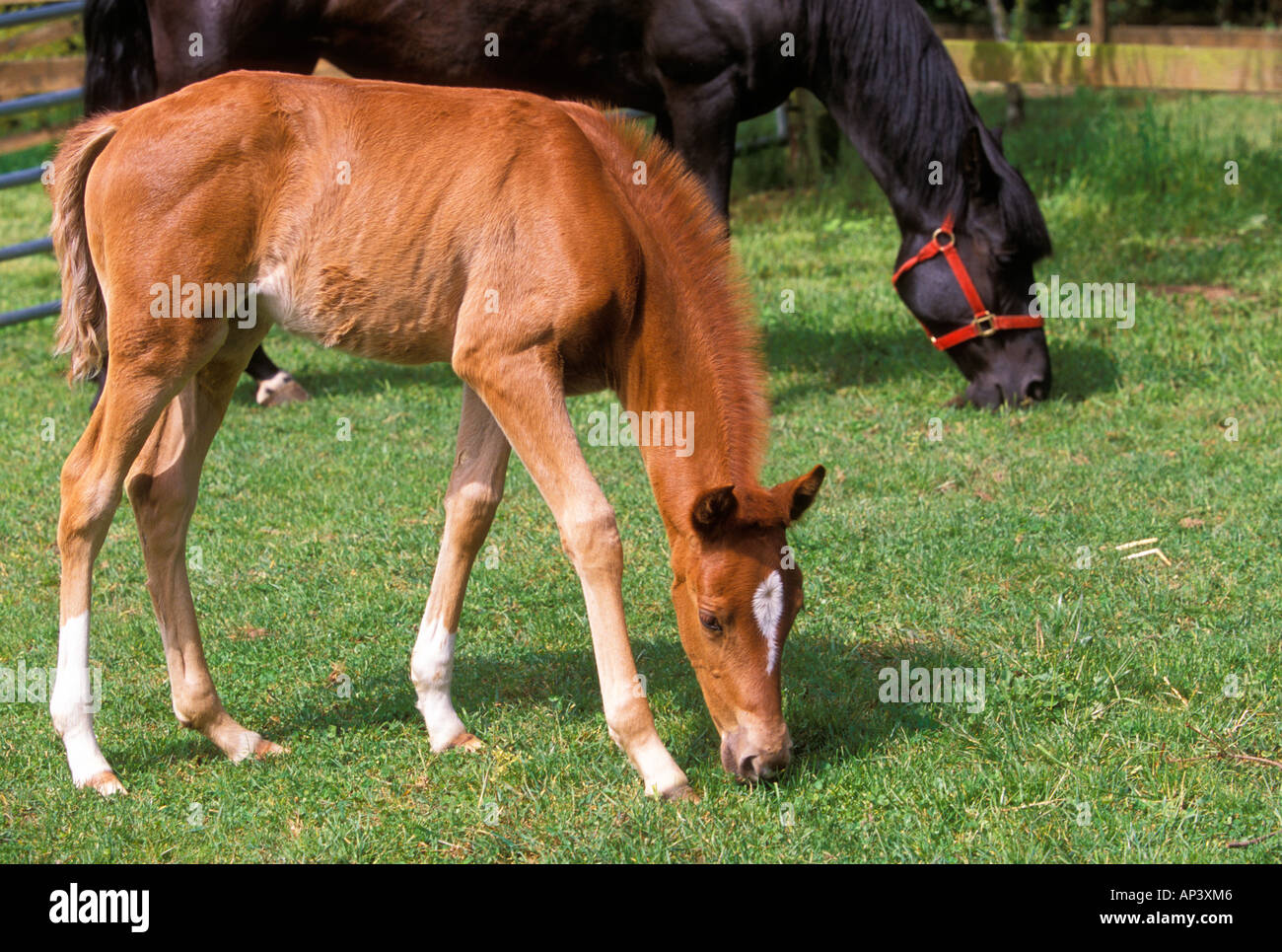 Young colt feeds in a field near a larger black horse Stock Photo - Alamy