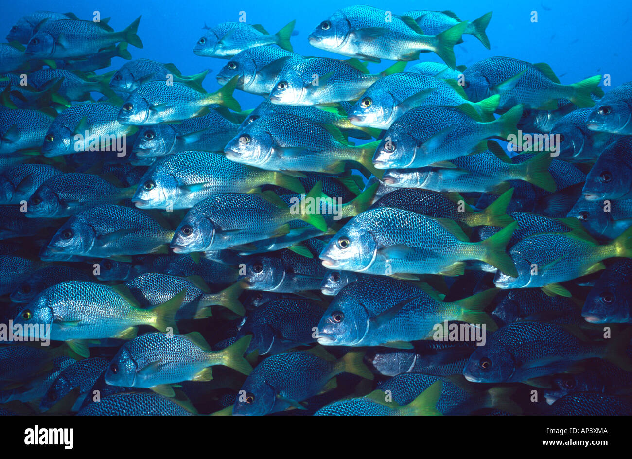 School of Yellow-tailed Grunt, Anisotremus interruptus Stock Photo - Alamy
