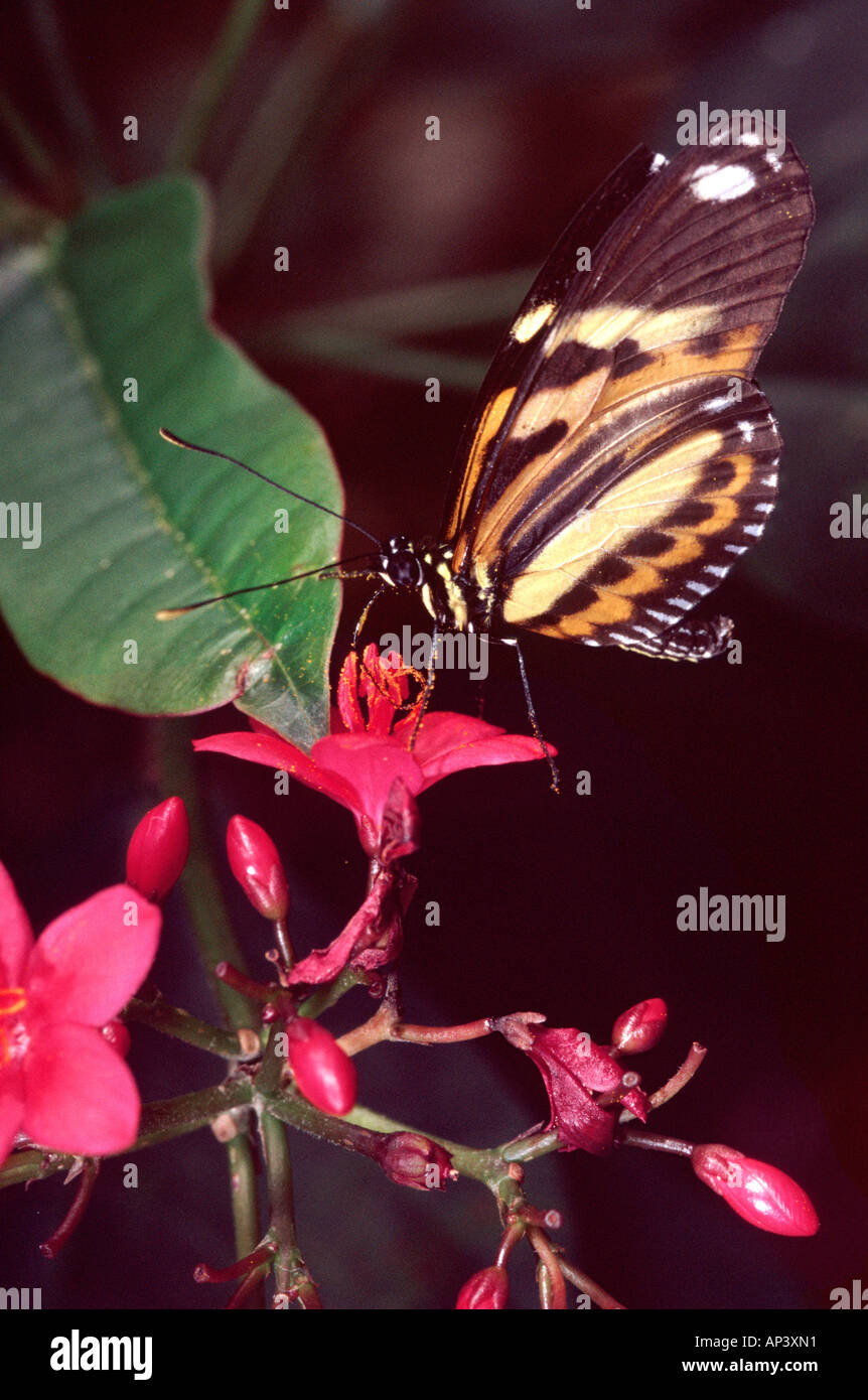 Ethilla hi-res stock photography and images - Alamy