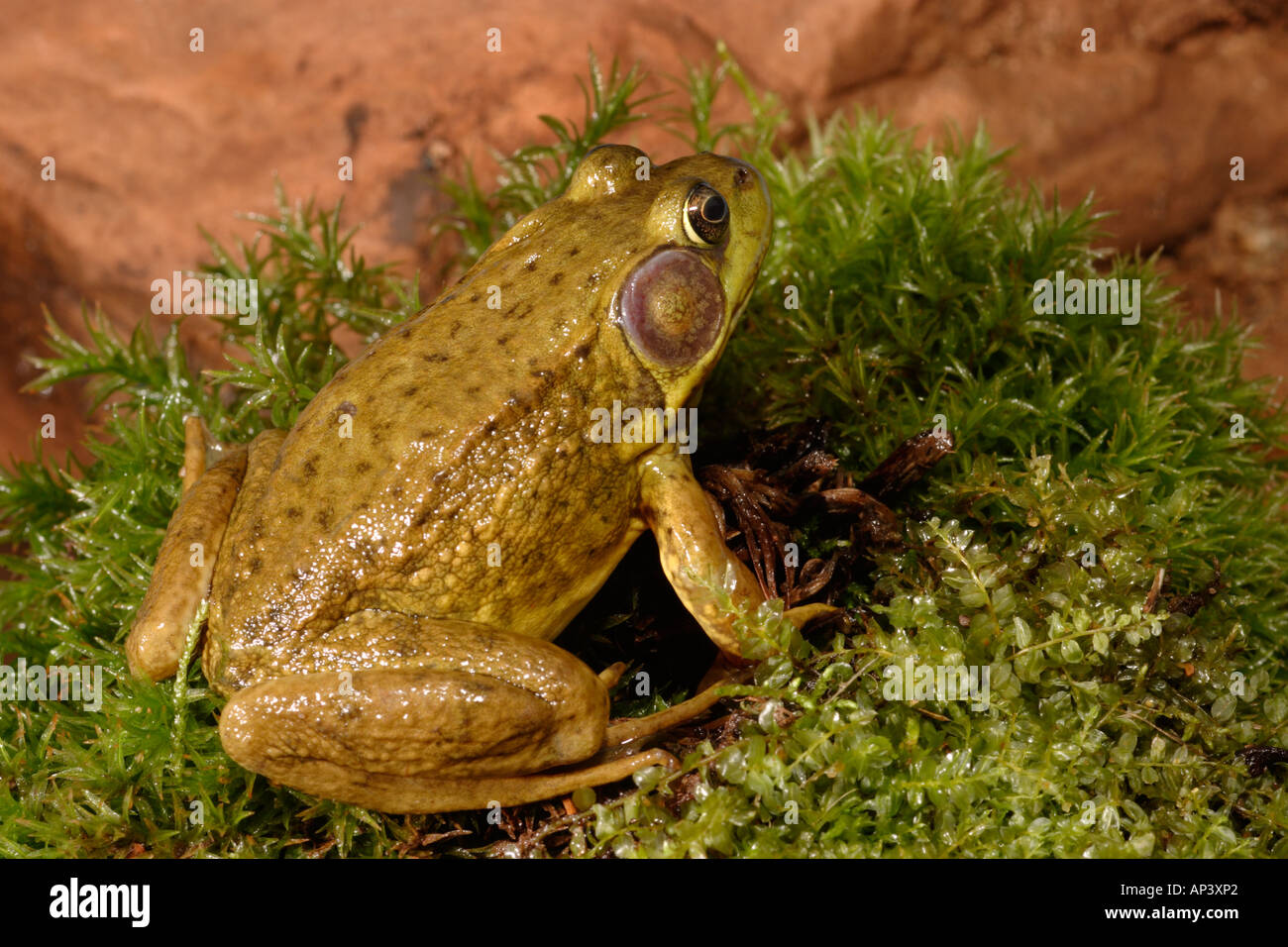 Northern Male Green frog, Rana clamitans melanotamale Stock Photo - Alamy