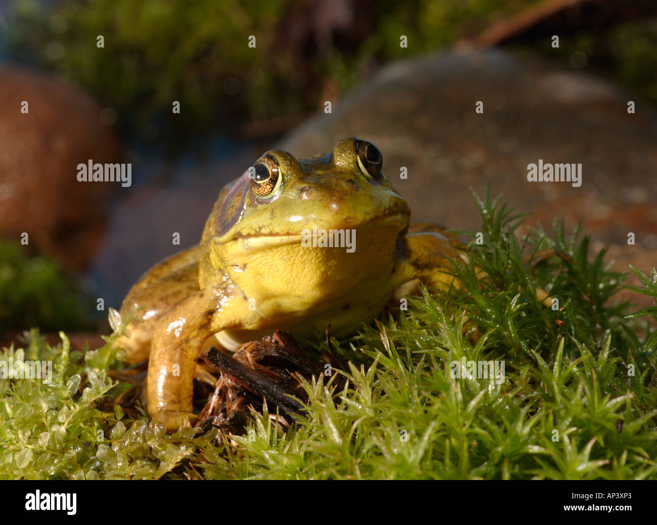 Rana clamitans melanota hi-res stock photography and images - Alamy