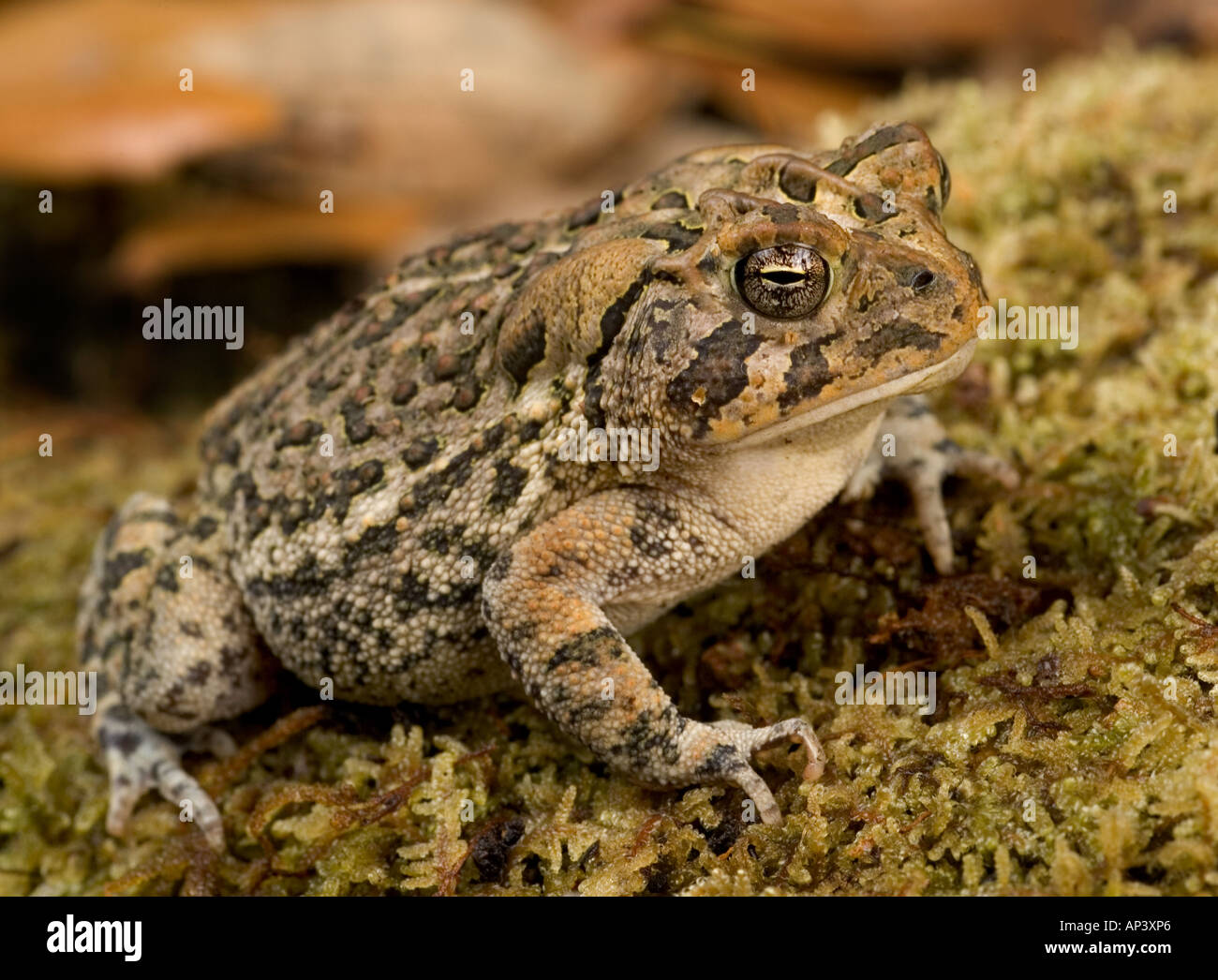Florida, Southern toad, Bufo terrestris Stock Photo - Alamy