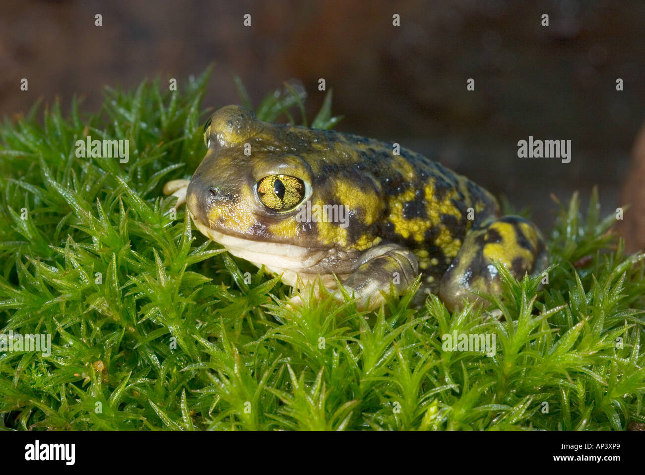 Couchi hi-res stock photography and images - Alamy