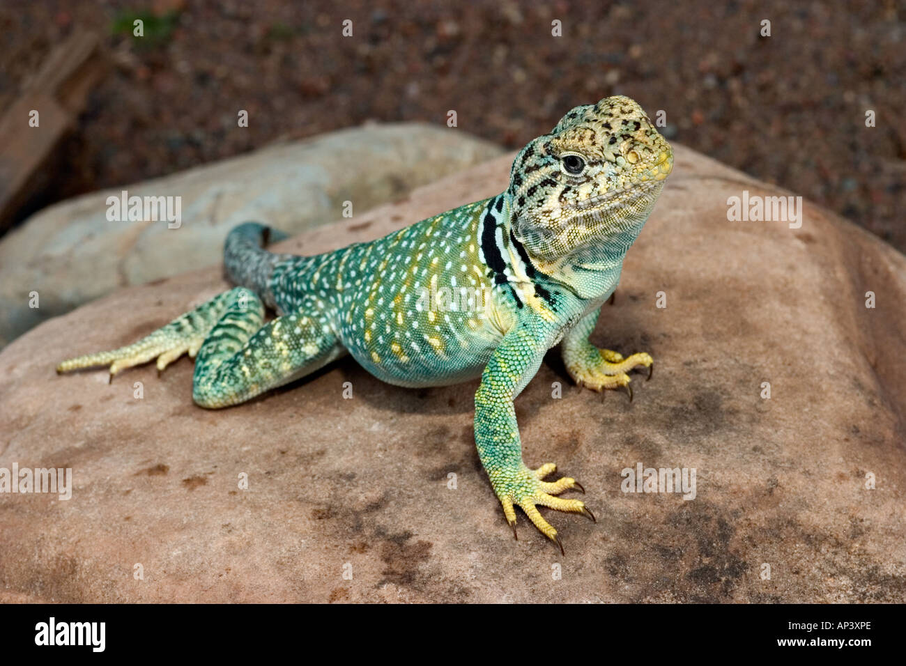 Blue collared lizard hi-res stock photography and images - Alamy